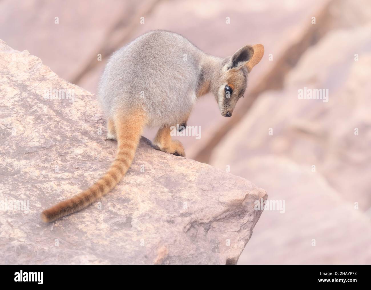 Wild yellow-footed rock-wallaby joey (Petrogale xanthopus) standing on ...
