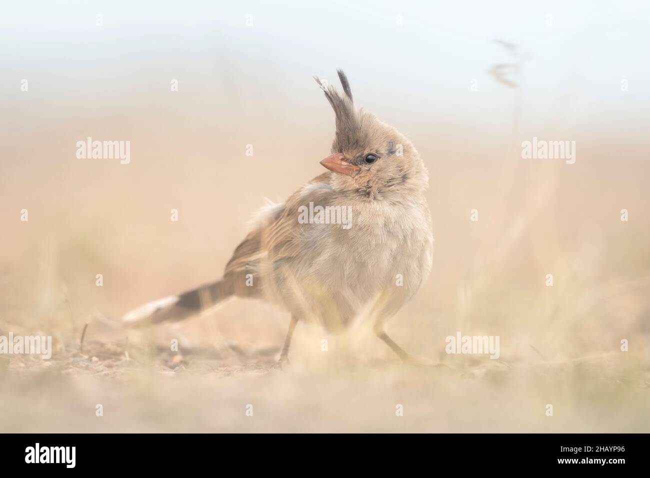 Chirruping wedgebill hi-res stock photography and images - Alamy