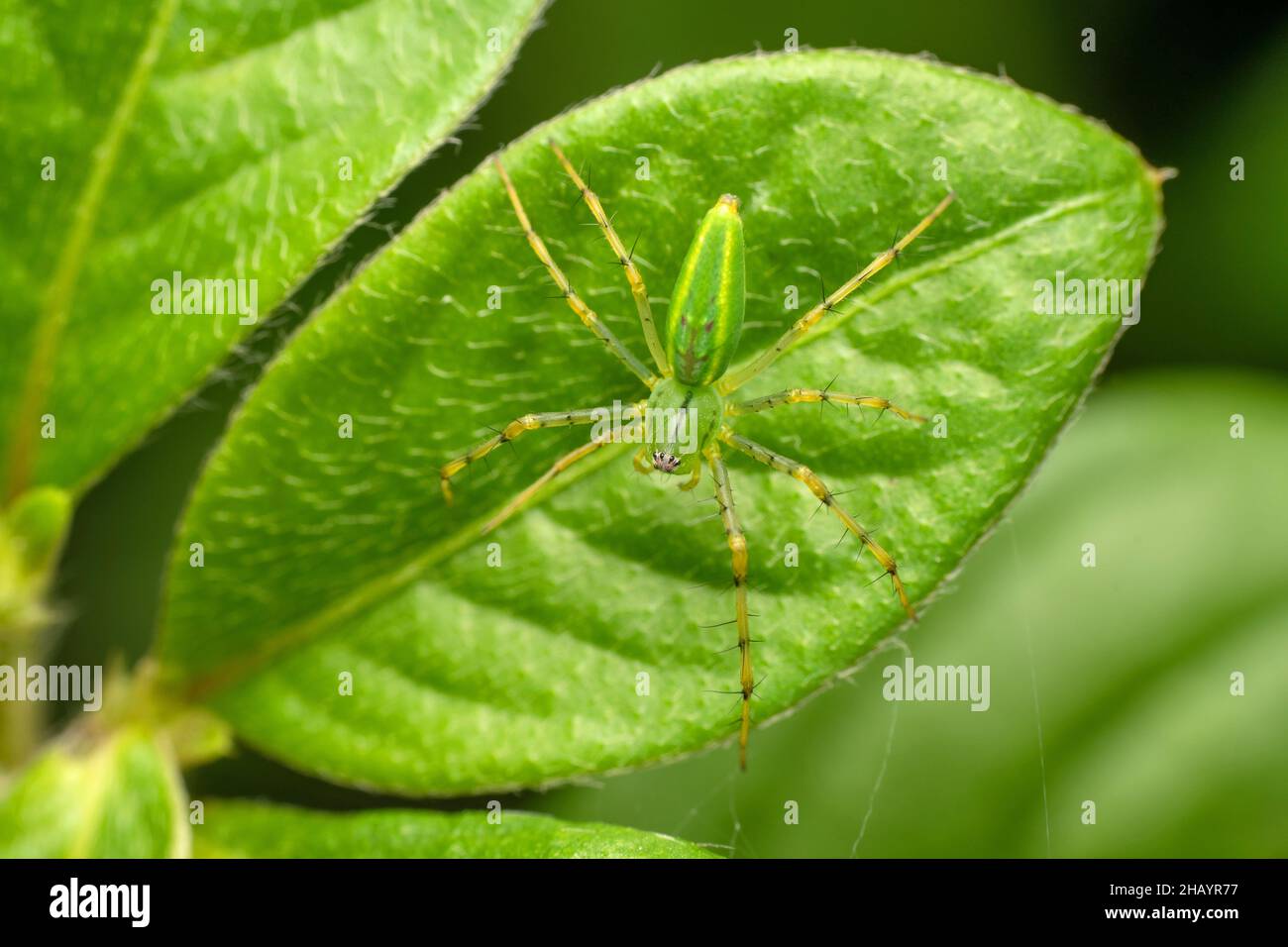 Green lynx spider, Peucetia viridans,, Satara, Maharashtra, India Stock ...