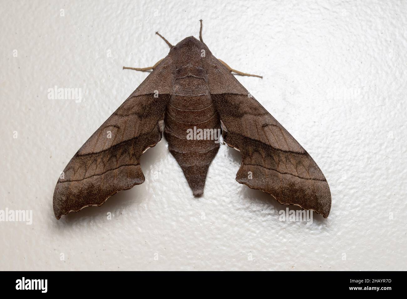 Marumba hawk moth hi-res stock photography and images - Alamy