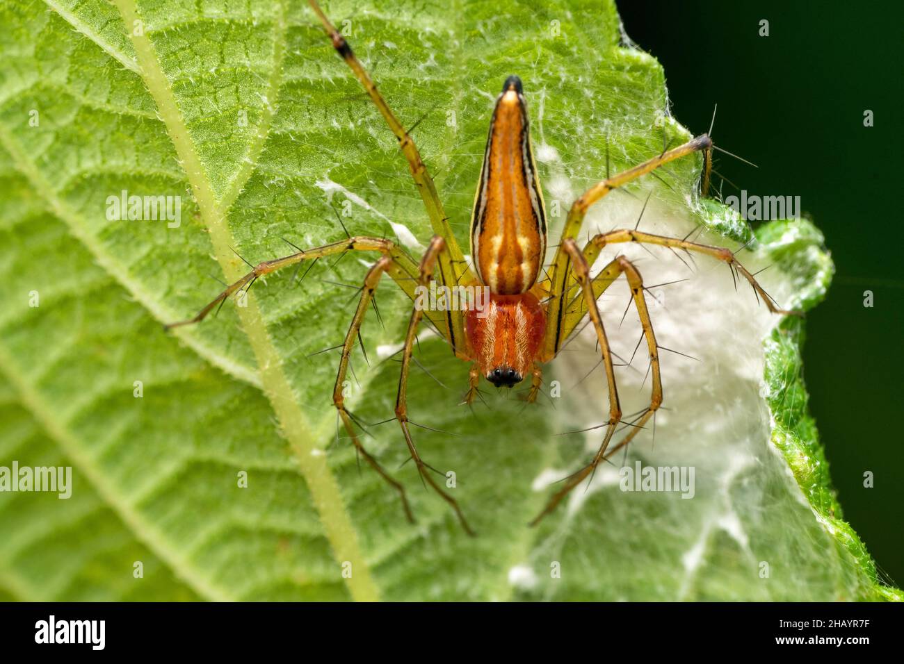 Orange color lynx spider hi-res stock photography and images - Alamy