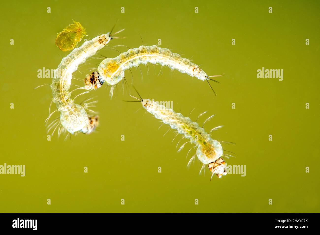 Mosquito Larvae Wrigglers