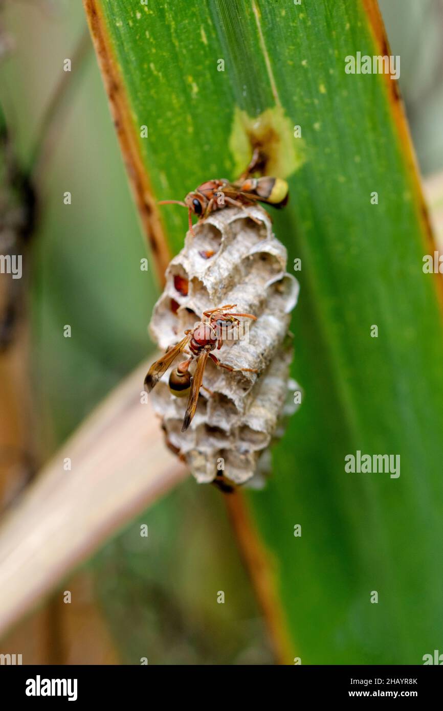 Nest and Red Paper Wasp, Ropalidia marginata Satara, Maharashtra, India ...