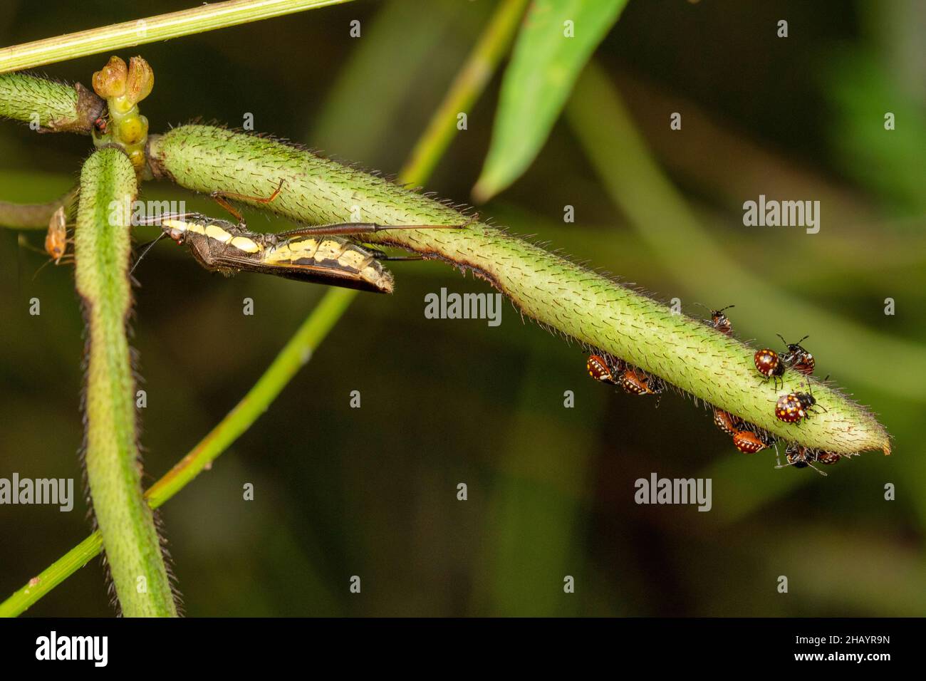 Rice ear bug with babies, Leptocorisa oratoria, Satara, Mahrashtra ...