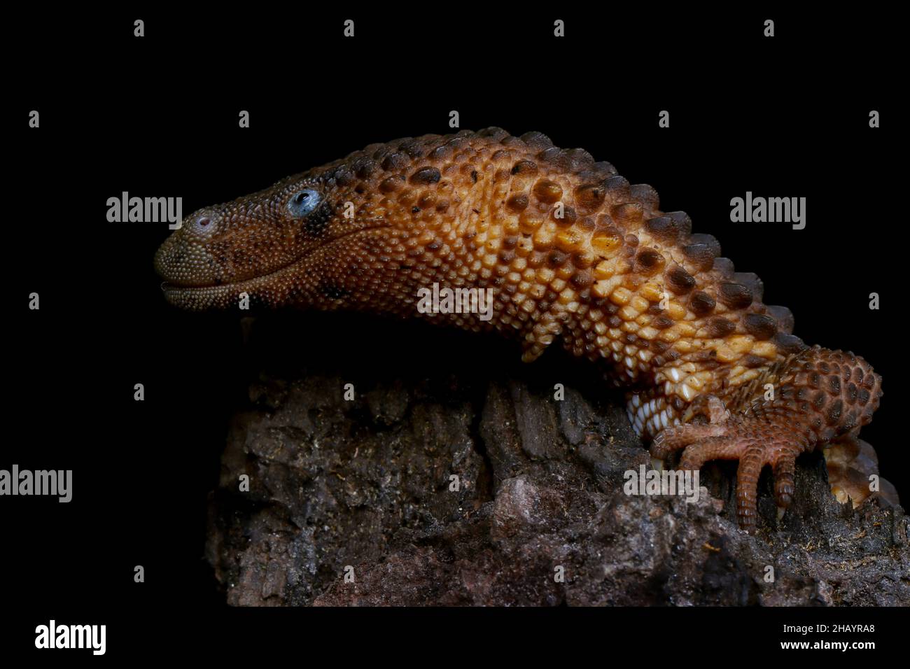 Earless monitor lizard hi-res stock photography and images - Alamy