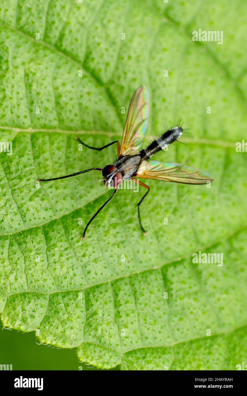 Slender fly, Mintho rufiventris, Satara, Maharashtra, India Stock Photo ...
