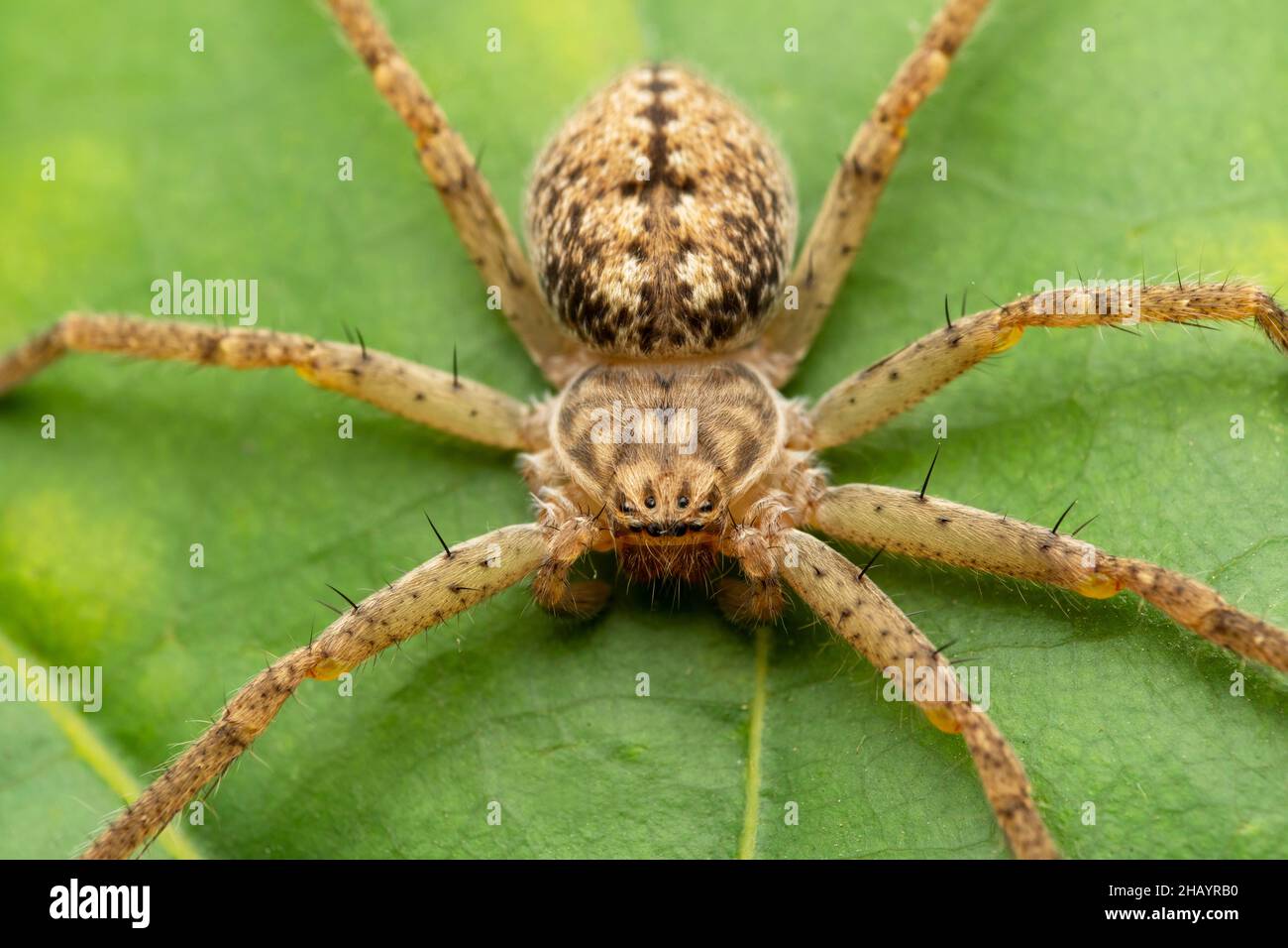 Subadult Female Huntsman spider closeup, Olios bhavnagarensis, Satara ...