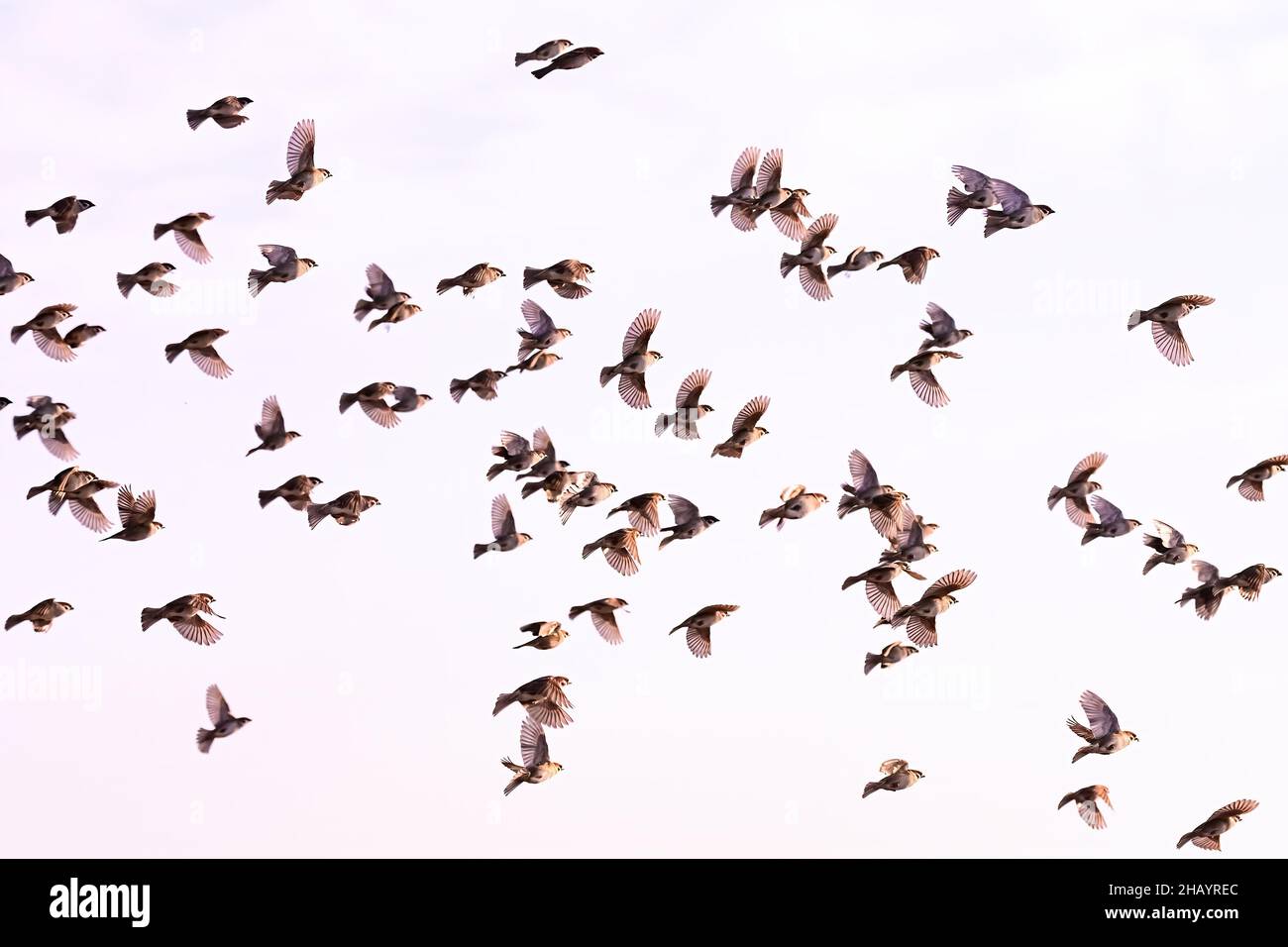Flying sparrows hi-res stock photography and images - Alamy