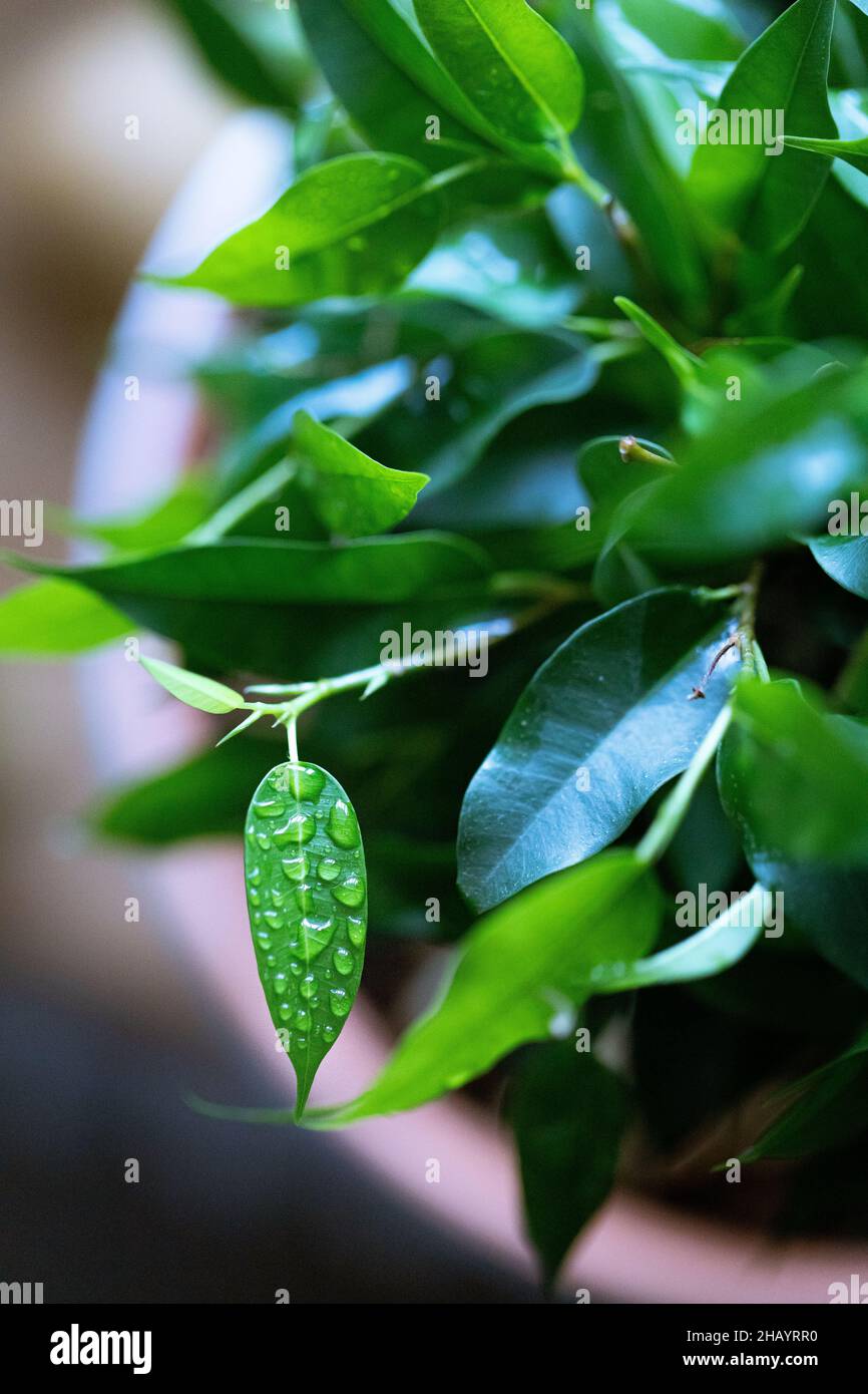Ficus benjamina in a pot at home on the table. Macro photo. Top view ...