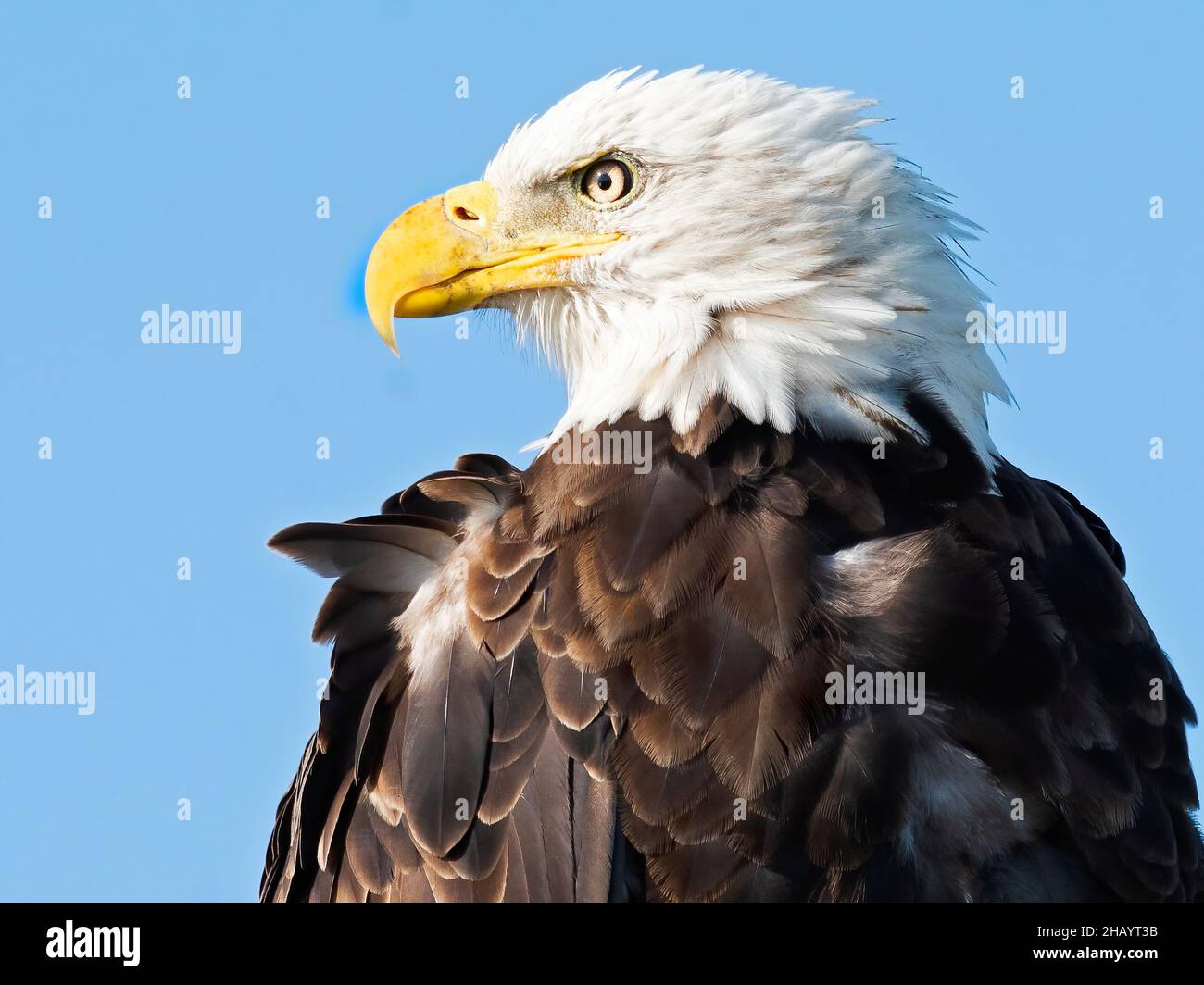 A Bald Eagle Close-up Portrait Stock Photo - Alamy