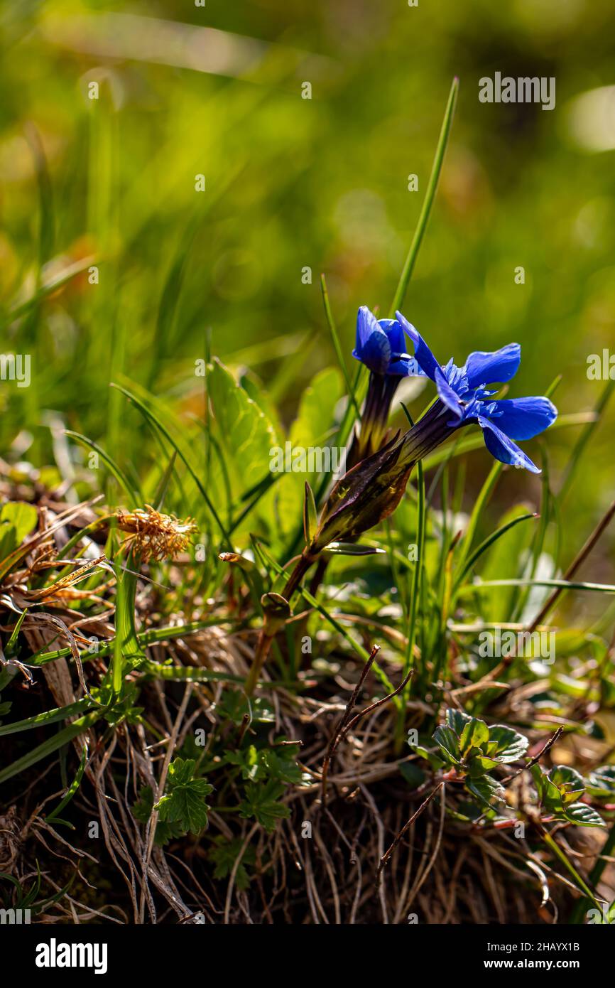 Gentiana verna flower in meadow, close up Stock Photo - Alamy