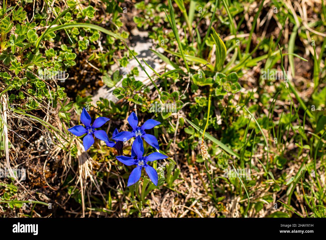 Gentiana verna flower growing in meadow, close up shoot Stock Photo - Alamy