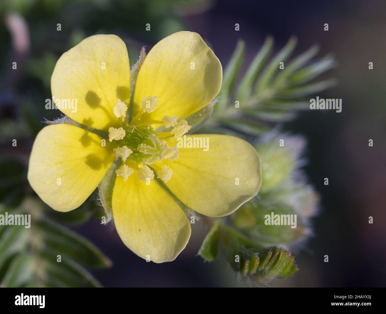 Bindii hi-res stock photography and images - Alamy
