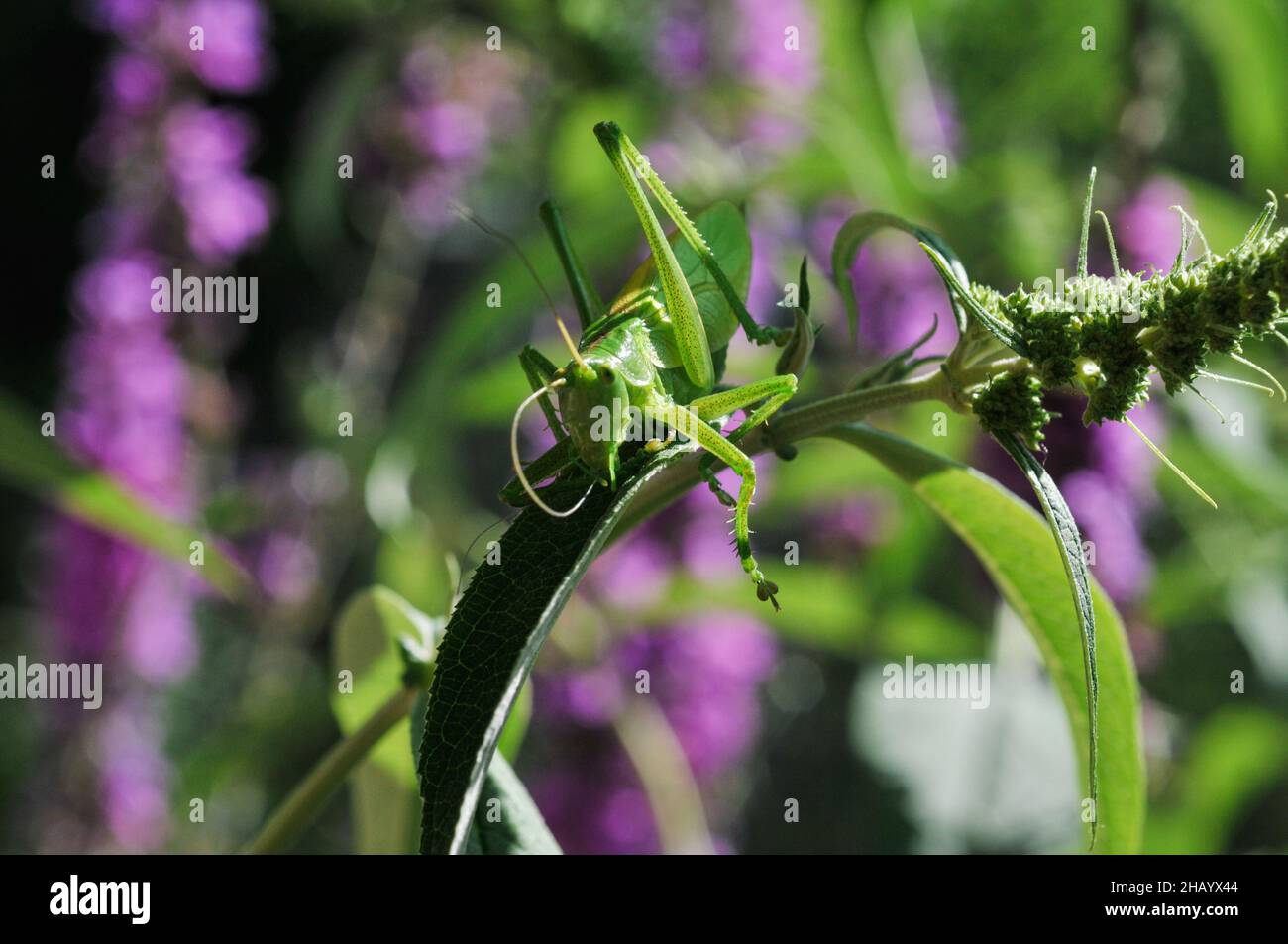 Shallow focus of a Grasshopper on a green plant Stock Photo - Alamy