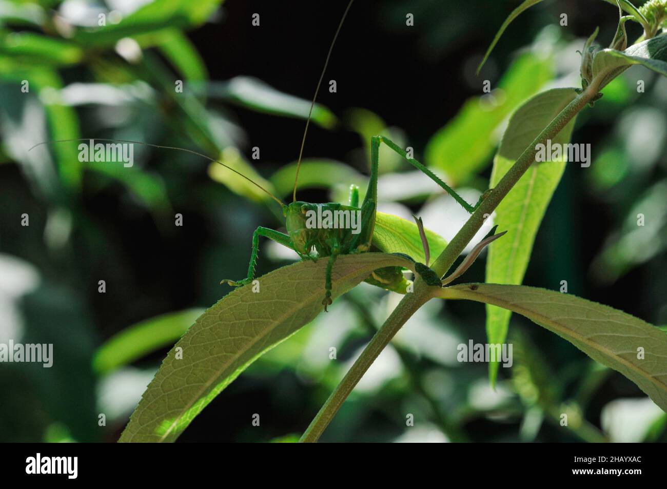Focus of a Grasshopper on a green plant Stock Photo - Alamy