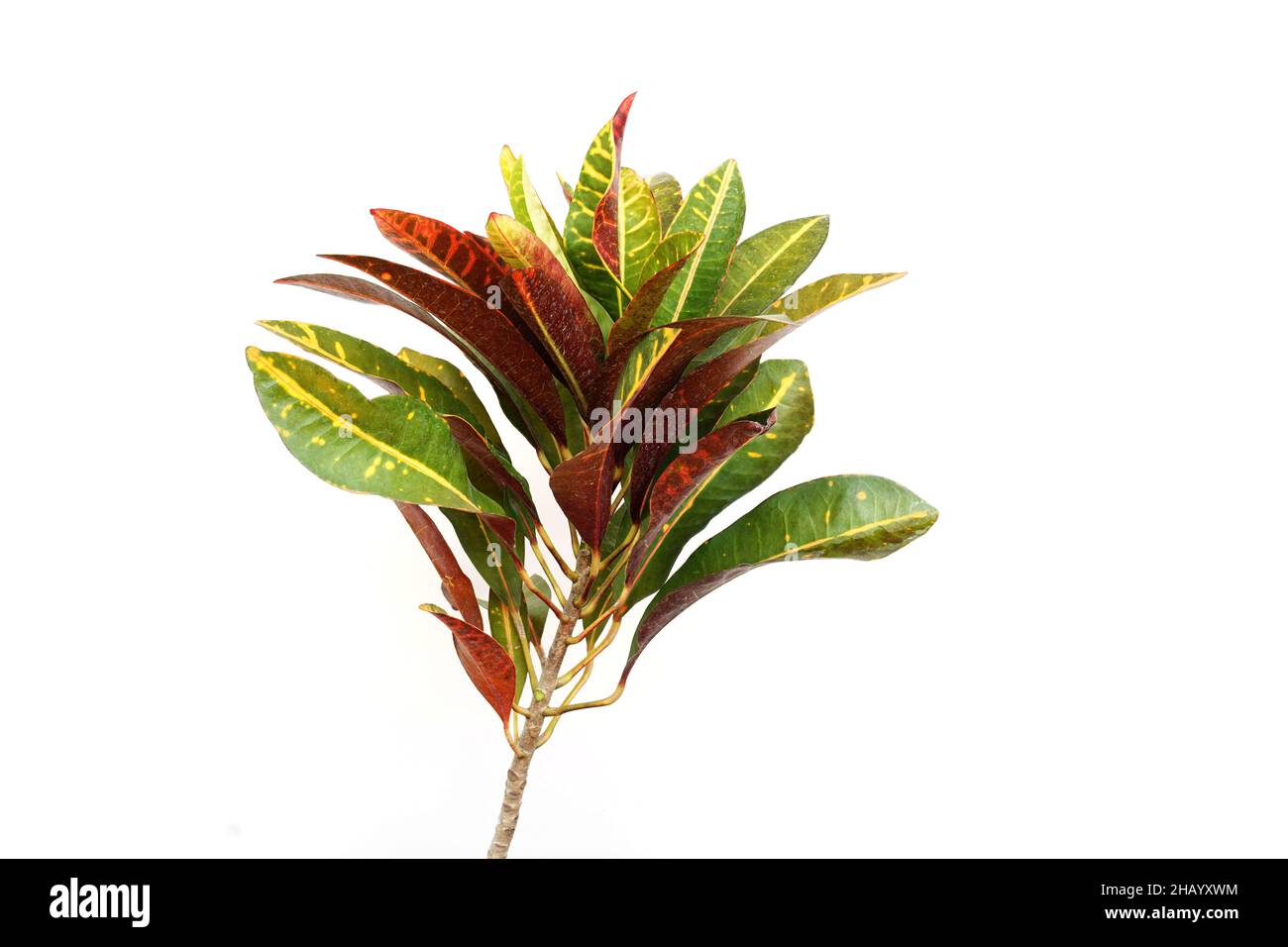 Croton plant isolated on white background Stock Photo - Alamy
