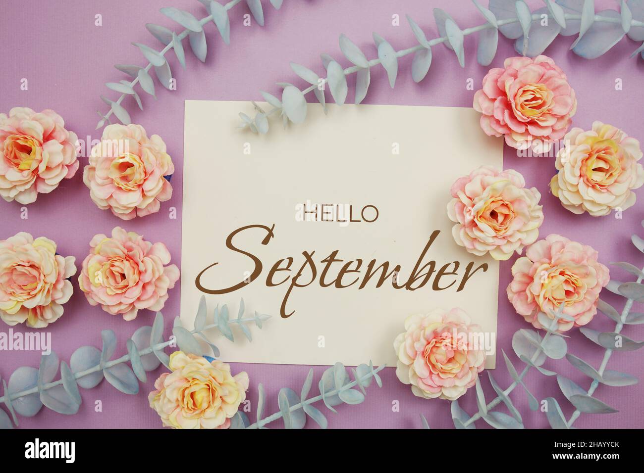 Hello September typography text and flower decorate on purple ...