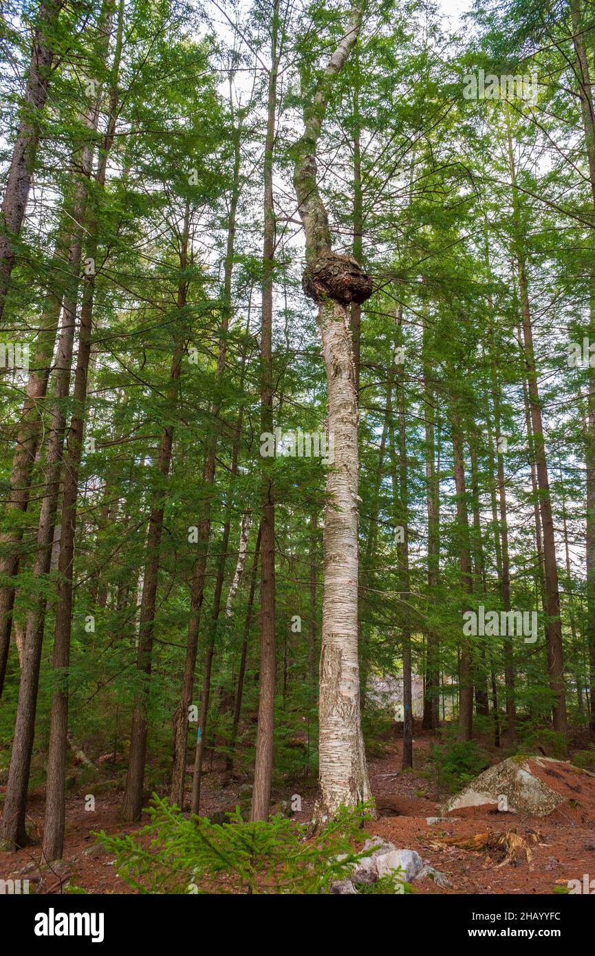 Large burl on a paper birch (betula papyrifera). The crown gall disease ...