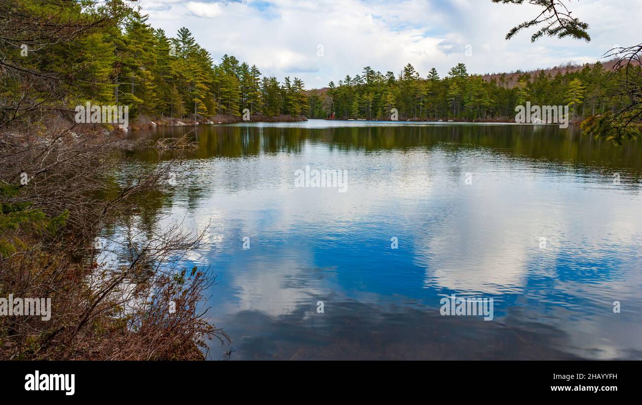 Red spruce trees hi-res stock photography and images - Alamy