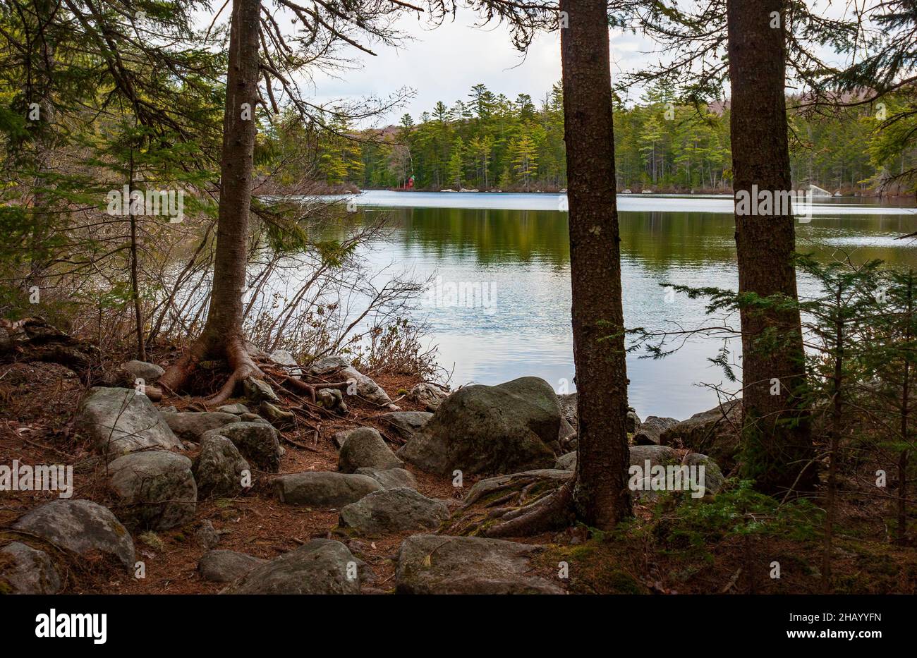 A mountain lake in a spruce-fir-northern hardwood forest. Spruce trees ...