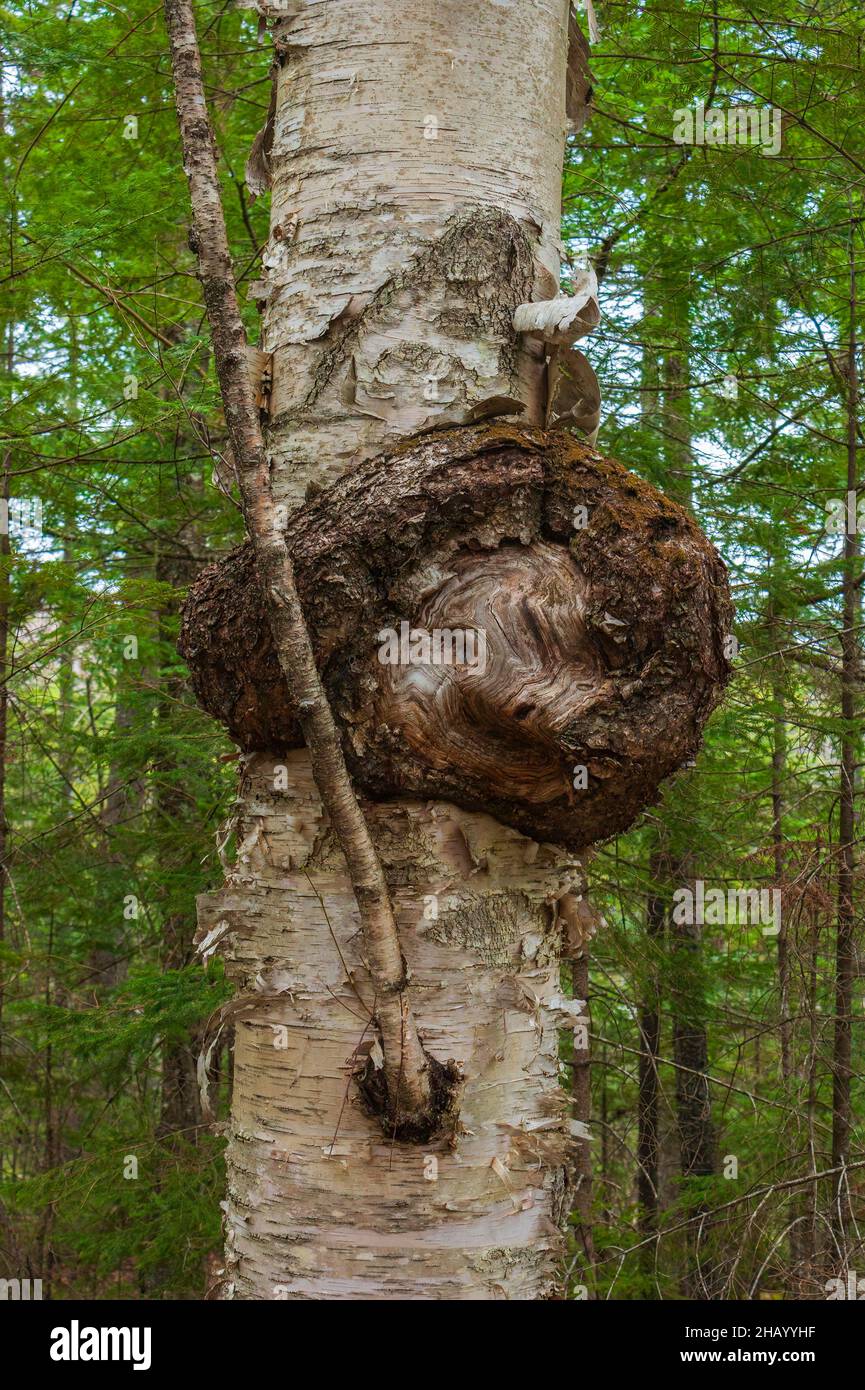 Large burl on a paper birch (betula papyrifera). The crown gall disease ...