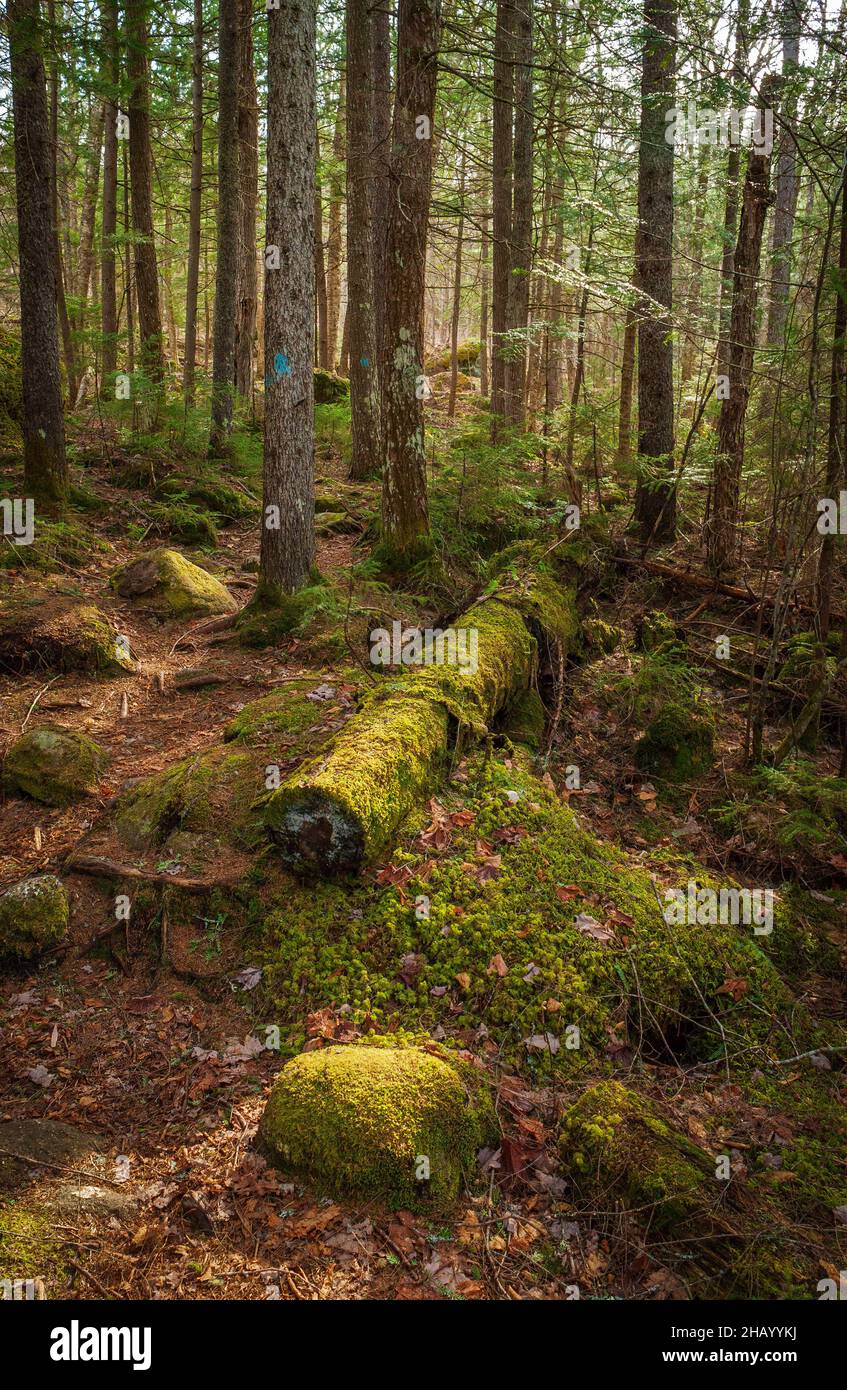 A hiking trail through a red-spruce forest, in a sunset light. Moss ...