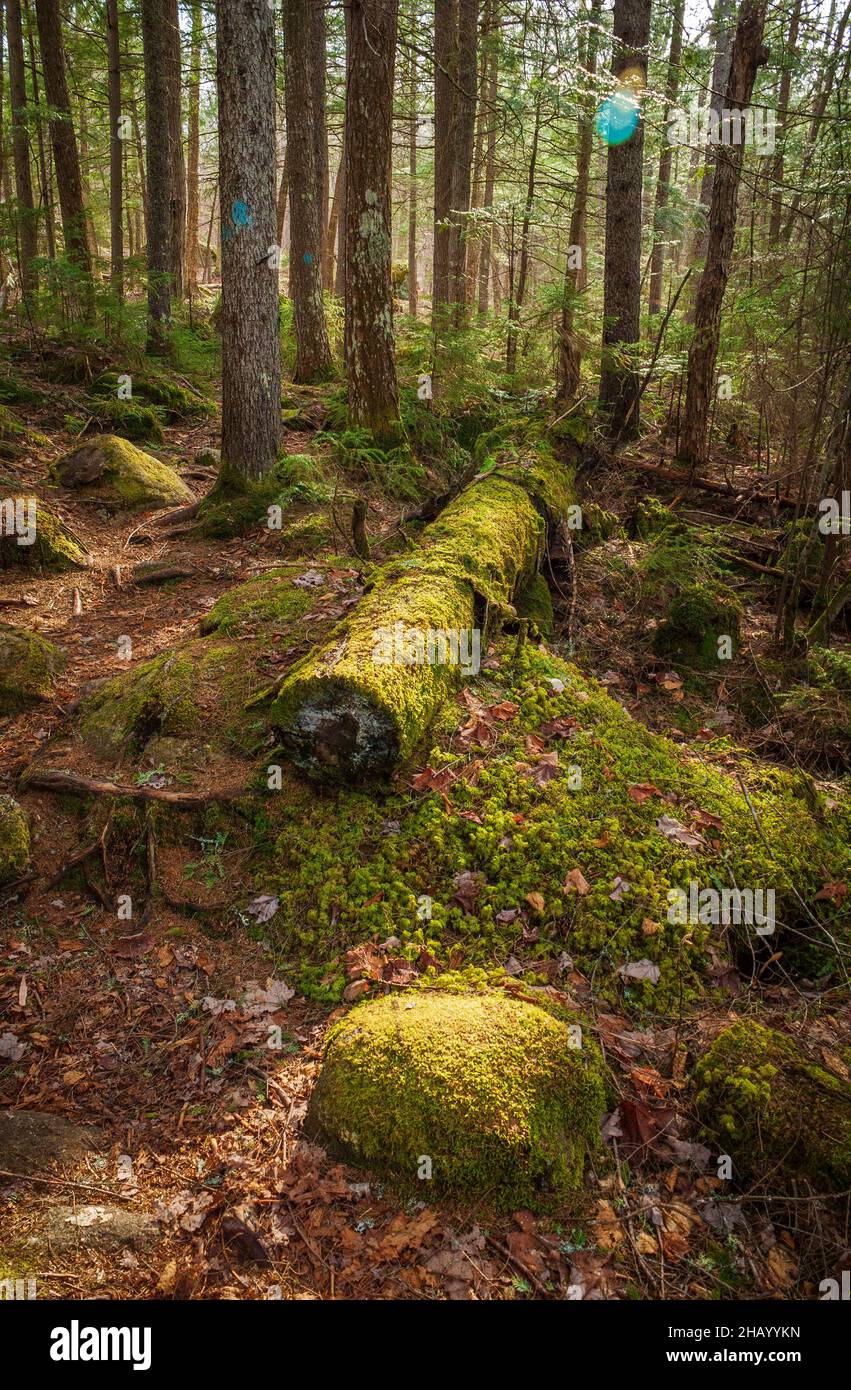 A hiking trail through a red-spruce forest, in a sunset light. Moss ...