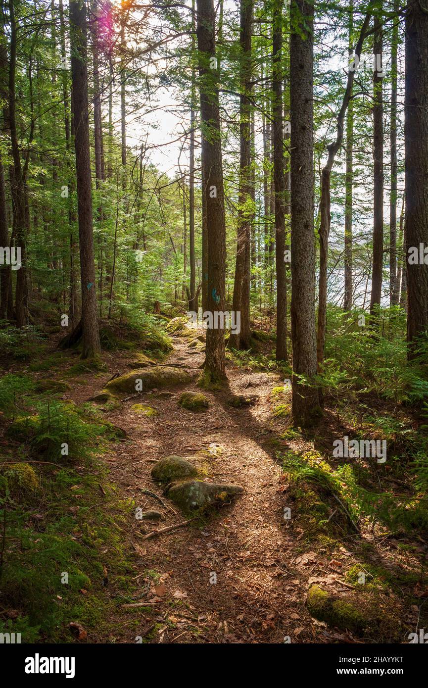 A hiking trail through a red-spruce forest, in a sunset light. Spruce ...