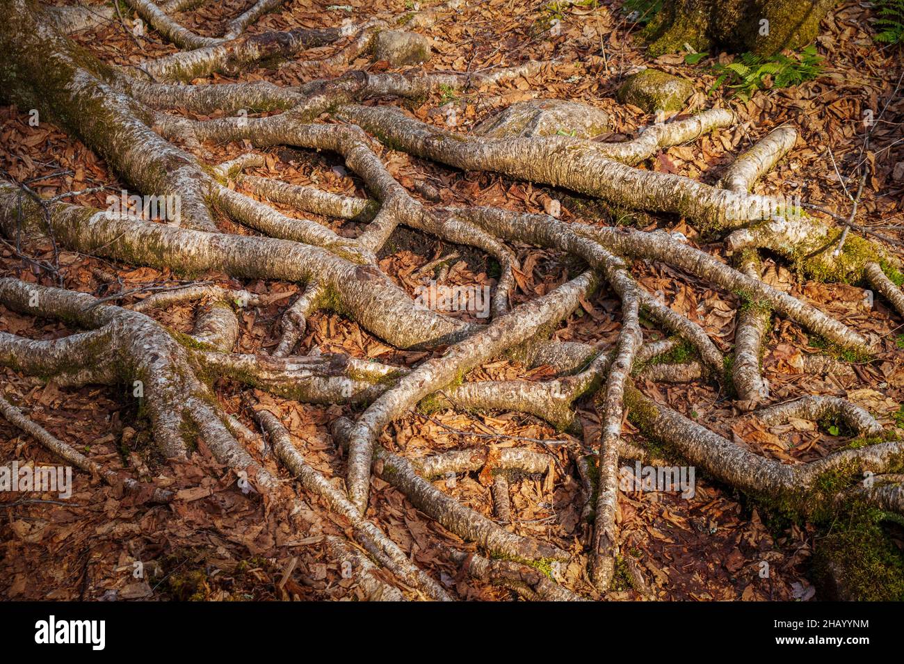 Forest floor with exposed birch tree roots, leaf litter, moss and rocks ...