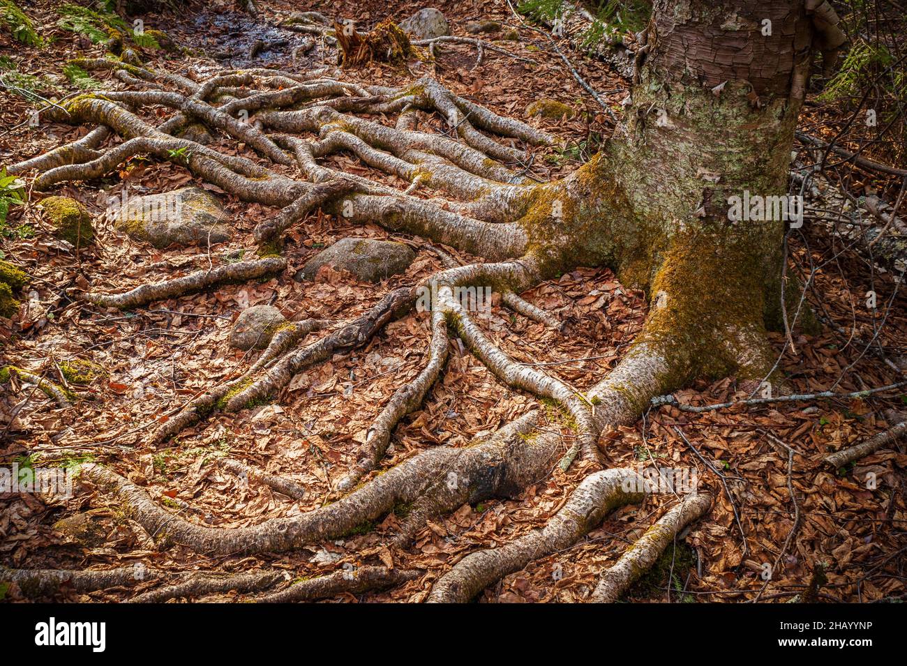 Forest floor with exposed birch tree roots, leaf litter, moss and rocks ...