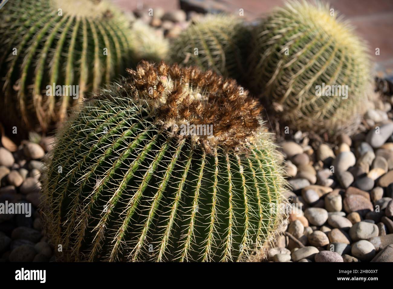 Cactus backdround, cacti design or cactaceae pattern Stock Photo - Alamy