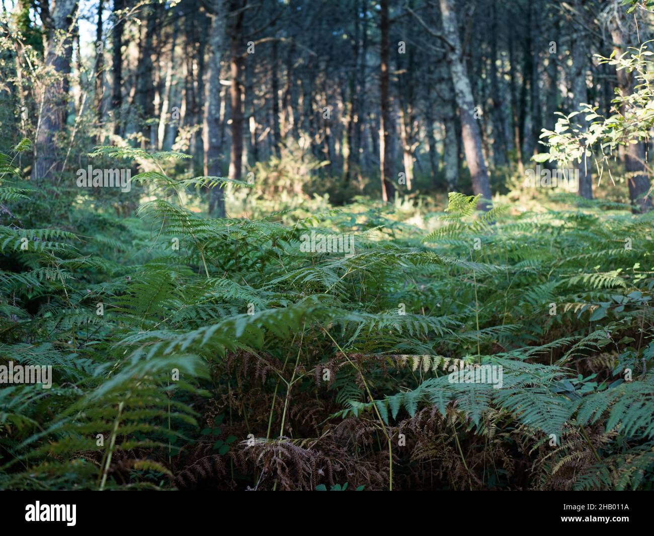 Beautiful view of fur leaves on the ground, sunlight on tree trunks in ...