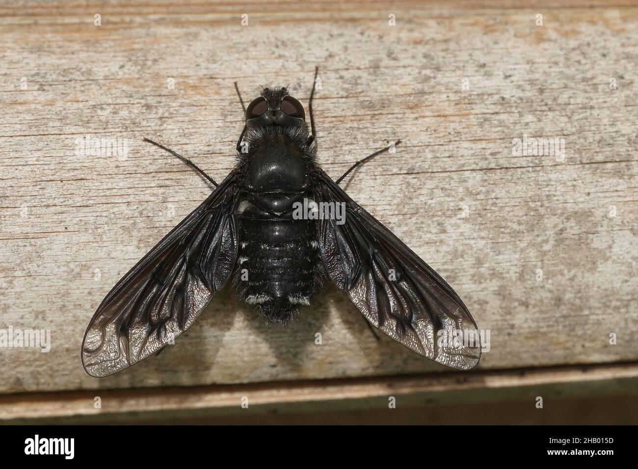 Closeup on a black bee fly, Anthrax anthrax with open wings sitting on ...