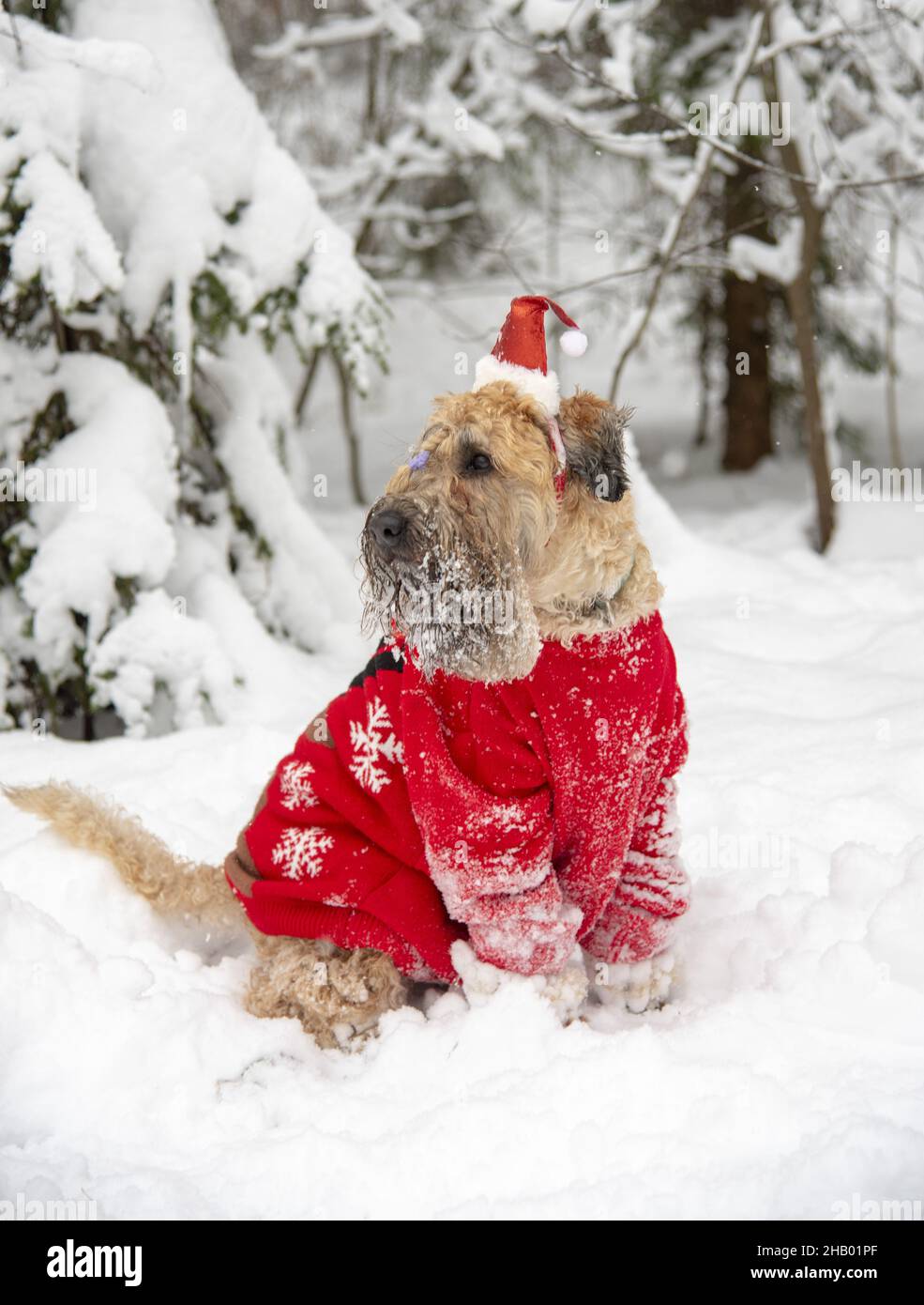Irish soft coated wheaten terrier. A fluffy red dog in a New Year's red ...