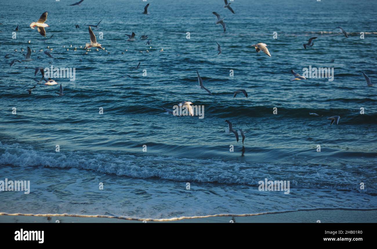 Flock of white seagulls over the sea. Seabirds fly in the air Stock ...