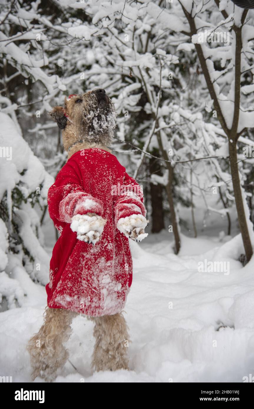 Irish soft coated wheaten terrier. A fluffy red dog in a New Year's red ...