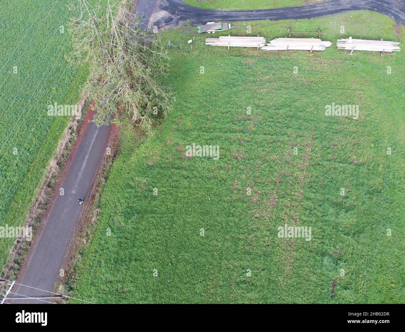 Canada grass seed hi-res stock photography and images - Alamy