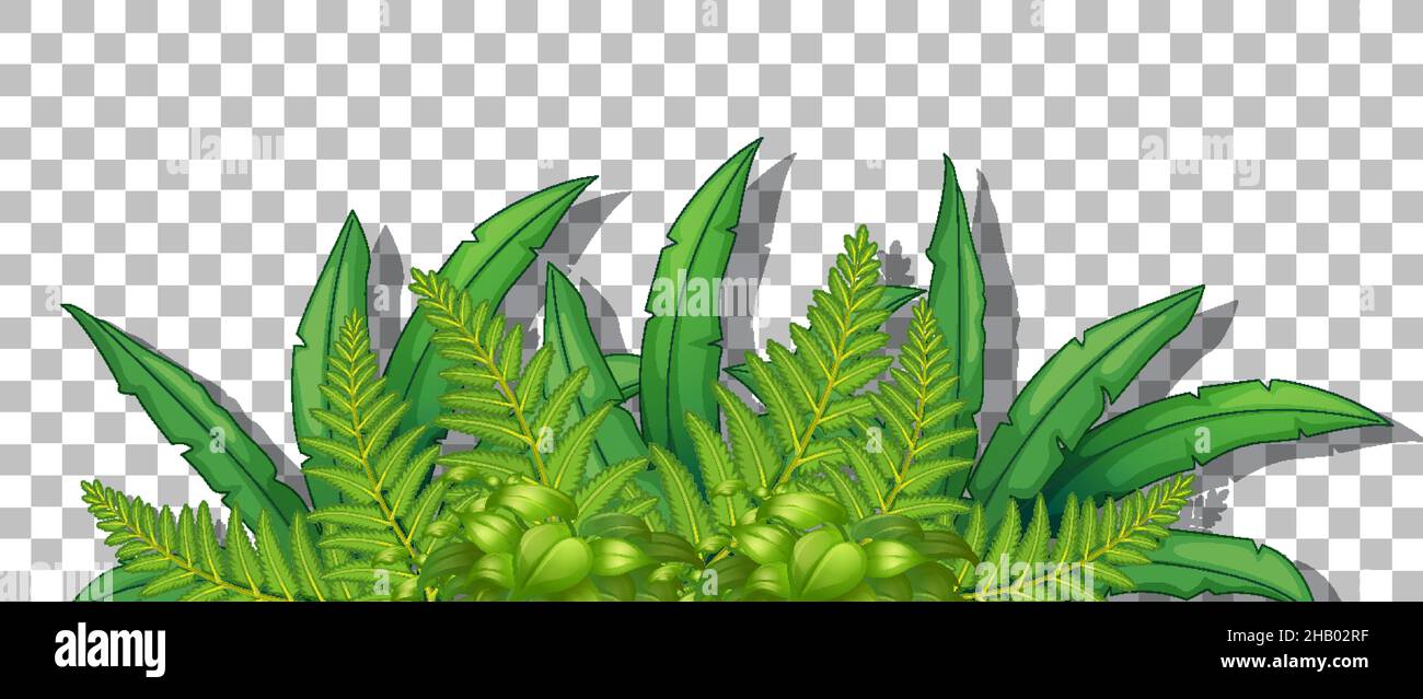 Tropical plant on transparent background illustration Stock Vector ...