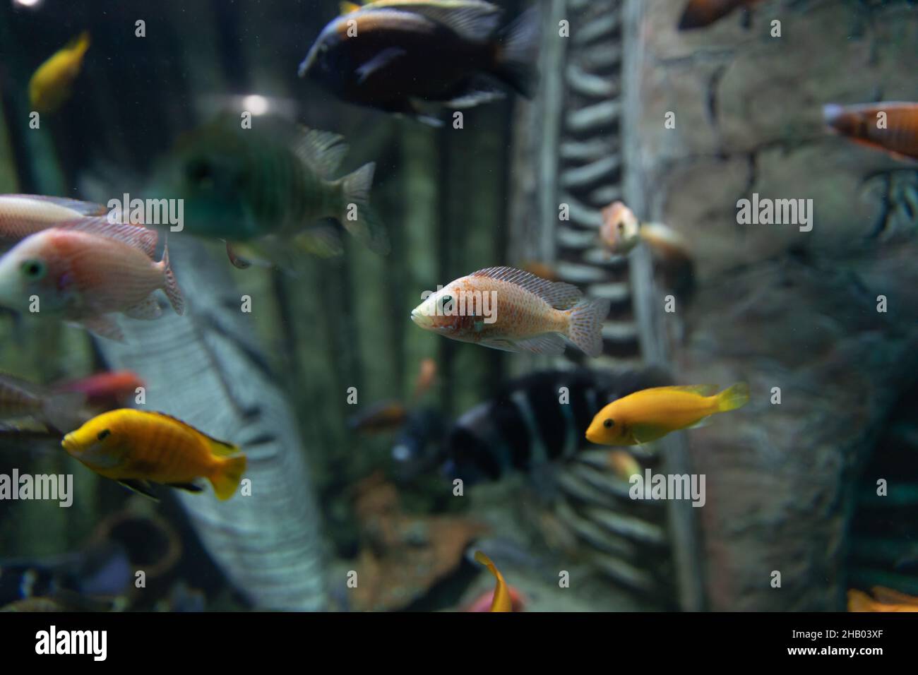 tropical fish swim in the sea water of the aevarium Stock Photo - Alamy