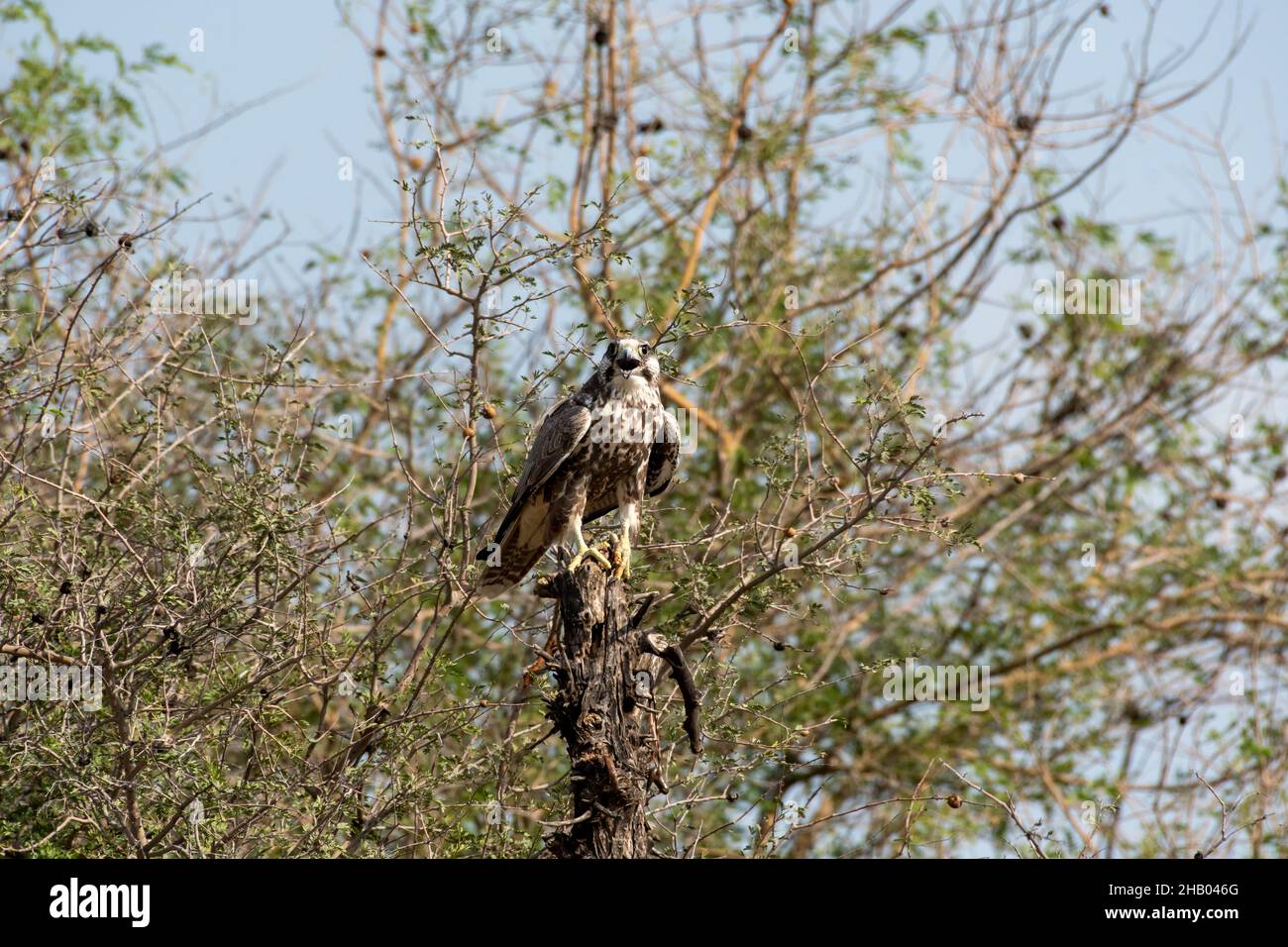 Angry falcon hi-res stock photography and images - Alamy
