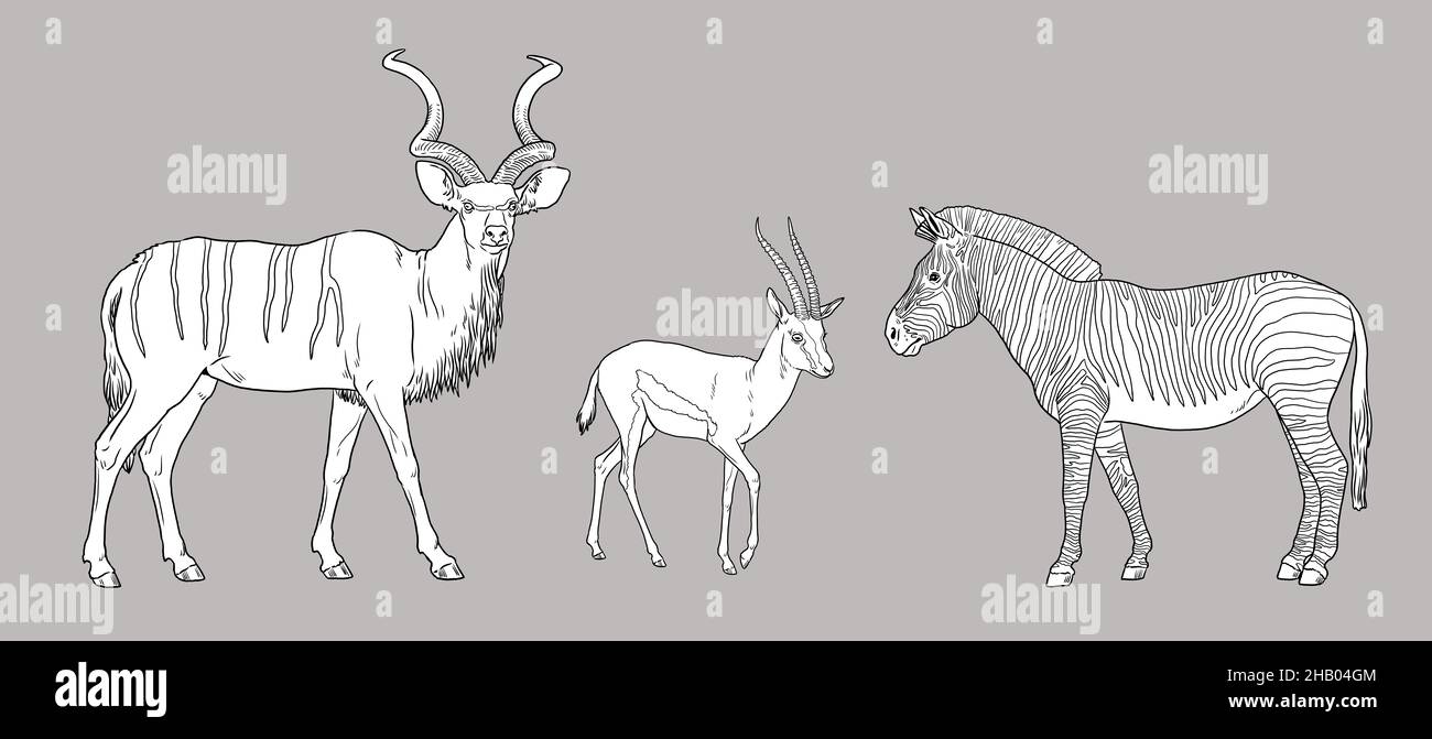 Greater kudu, zebra and Thomson's gazelle illustration. African ...