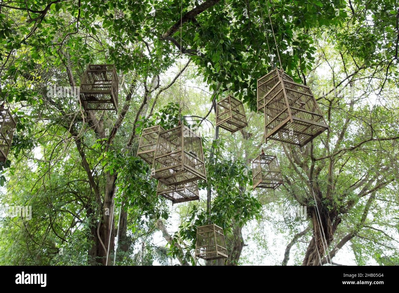 Brown cage hanging on a tree with big tree leaves background Stock ...