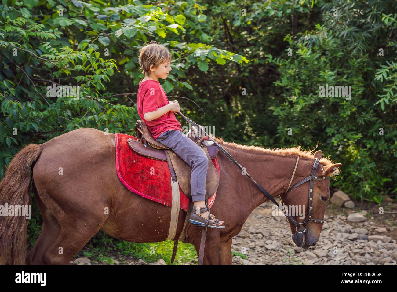 Boy rides a horse in the forest Stock Photo - Alamy