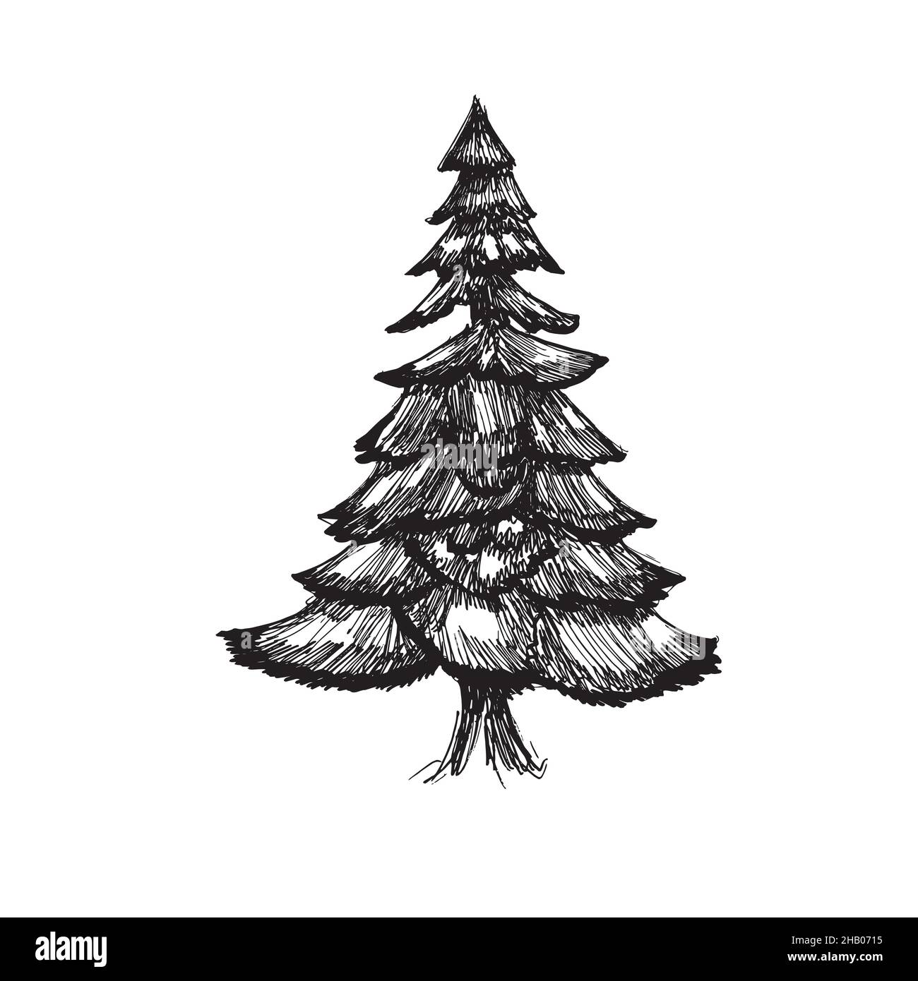 hand drawn architect tree. spruce sketch Architectural illustration ...