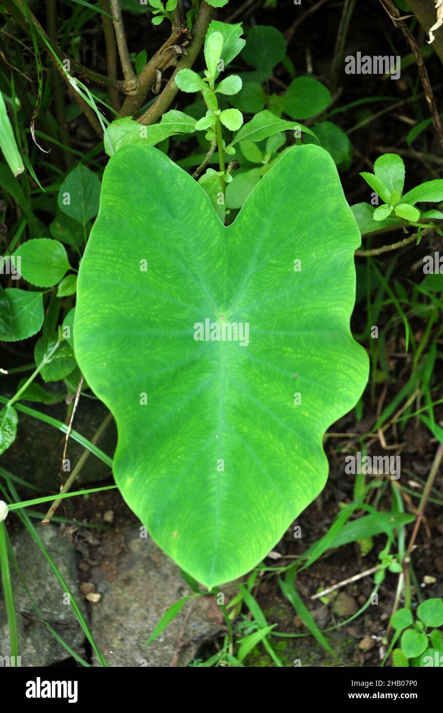 Wild green taro leaves growing on the bush Stock Photo - Alamy