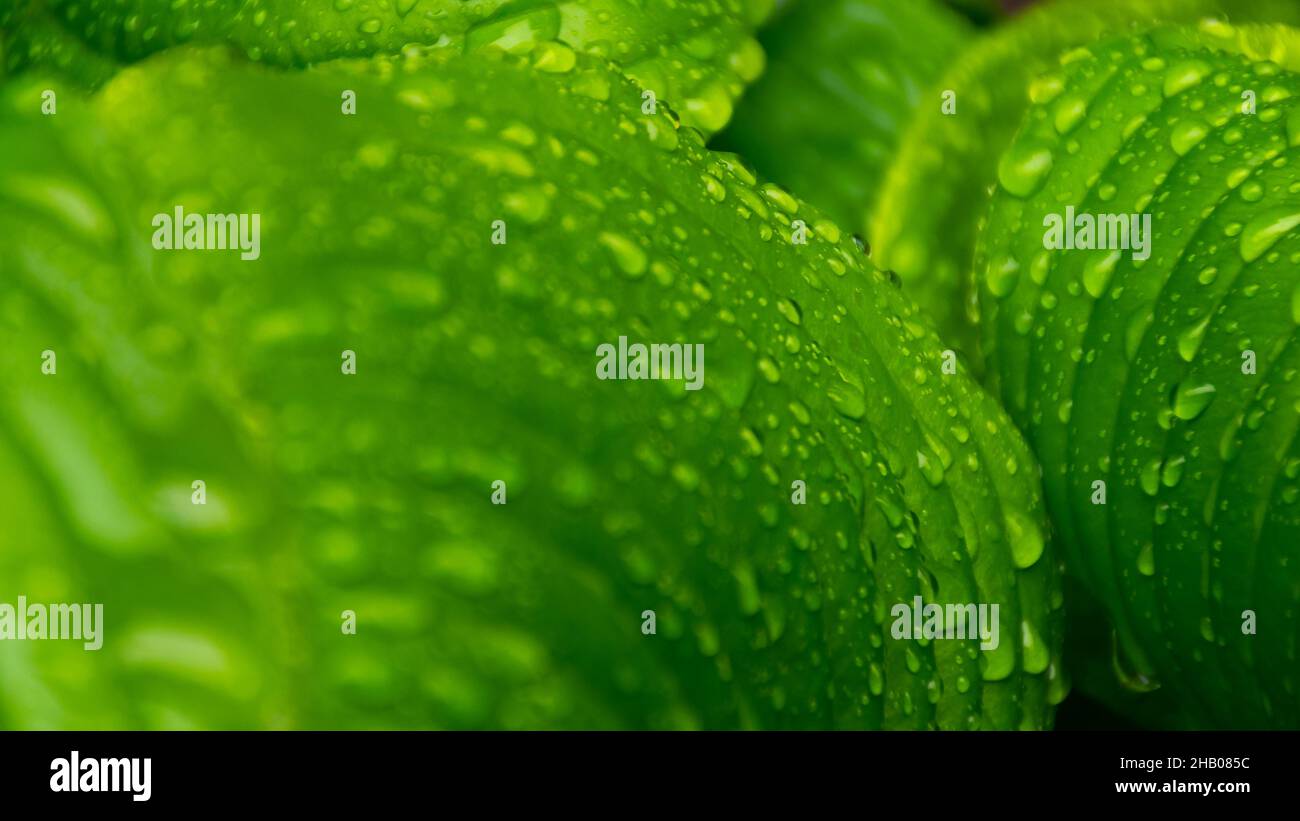 dew on the leaf in the garden. green plant closeup. natural wet texture ...