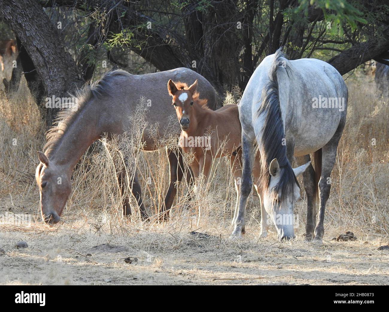 Arizona ranch stallion hi-res stock photography and images - Alamy