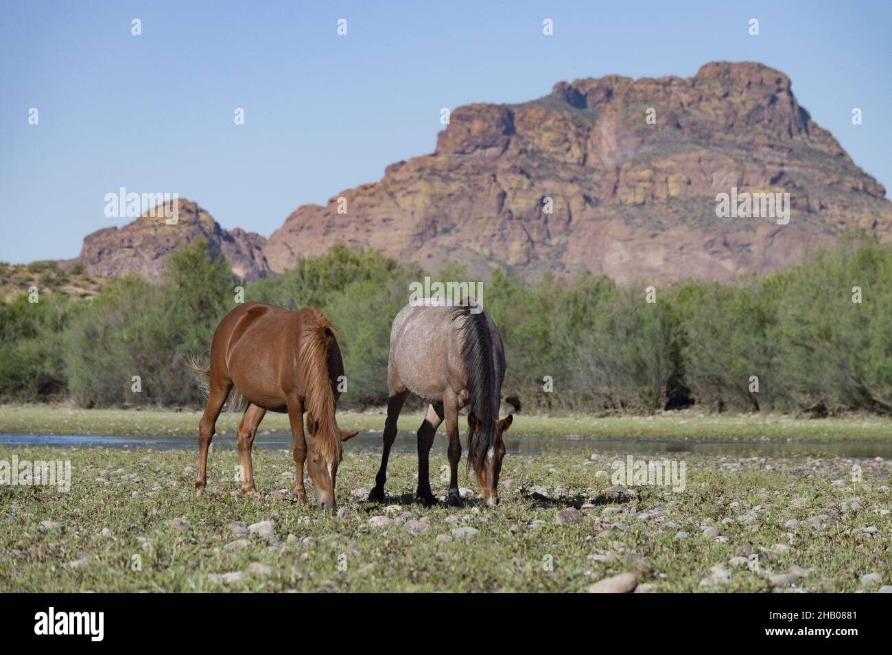 Arizona ranch stallion hi-res stock photography and images - Alamy