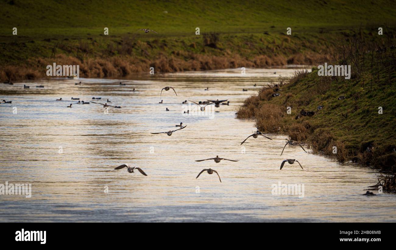 Shot birds flying over hi-res stock photography and images - Alamy