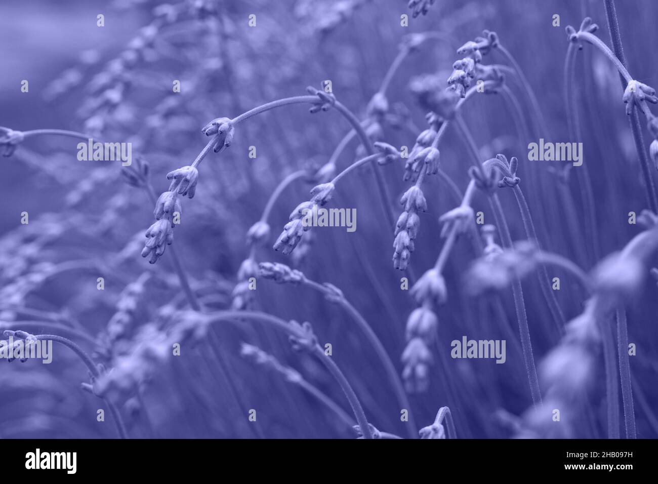 Very peri background hi-res stock photography and images - Alamy